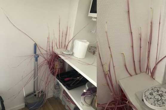 Woman returns from three-month quarantine, finds mutant potatoes take ...